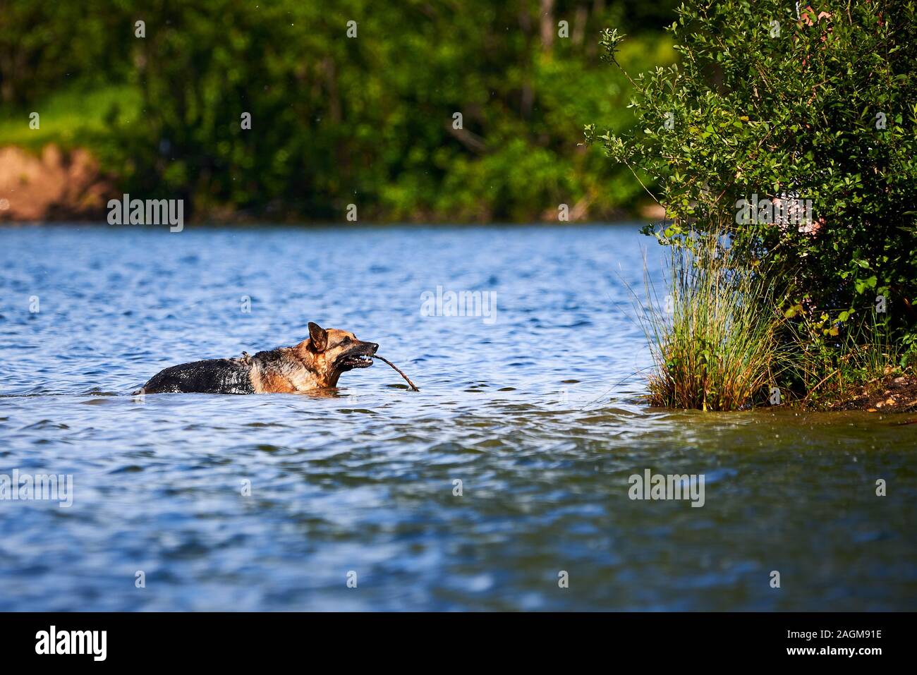 Fetch in lake hi-res stock photography and images - Alamy