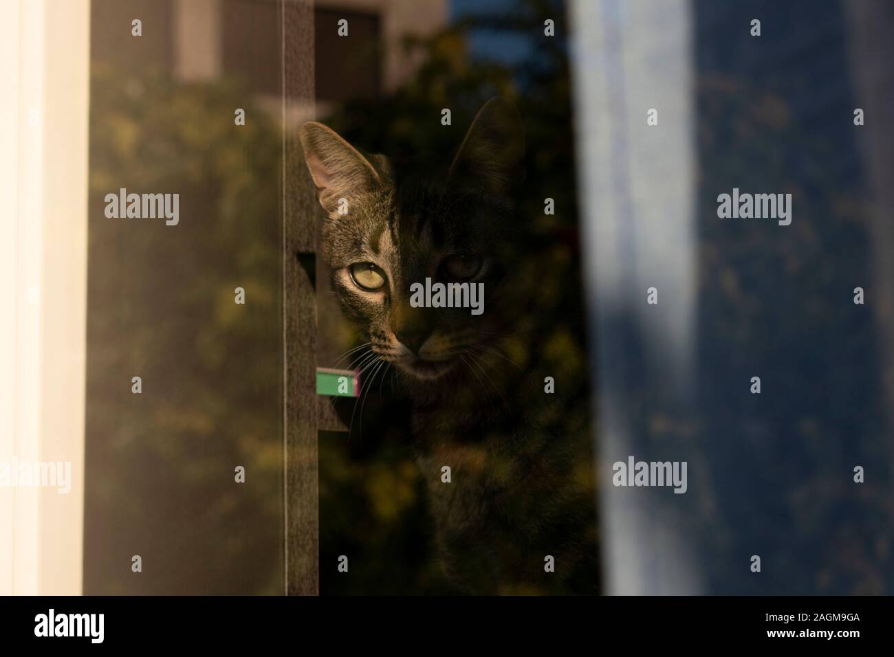 Cute cat behind big window Stock Photo - Alamy