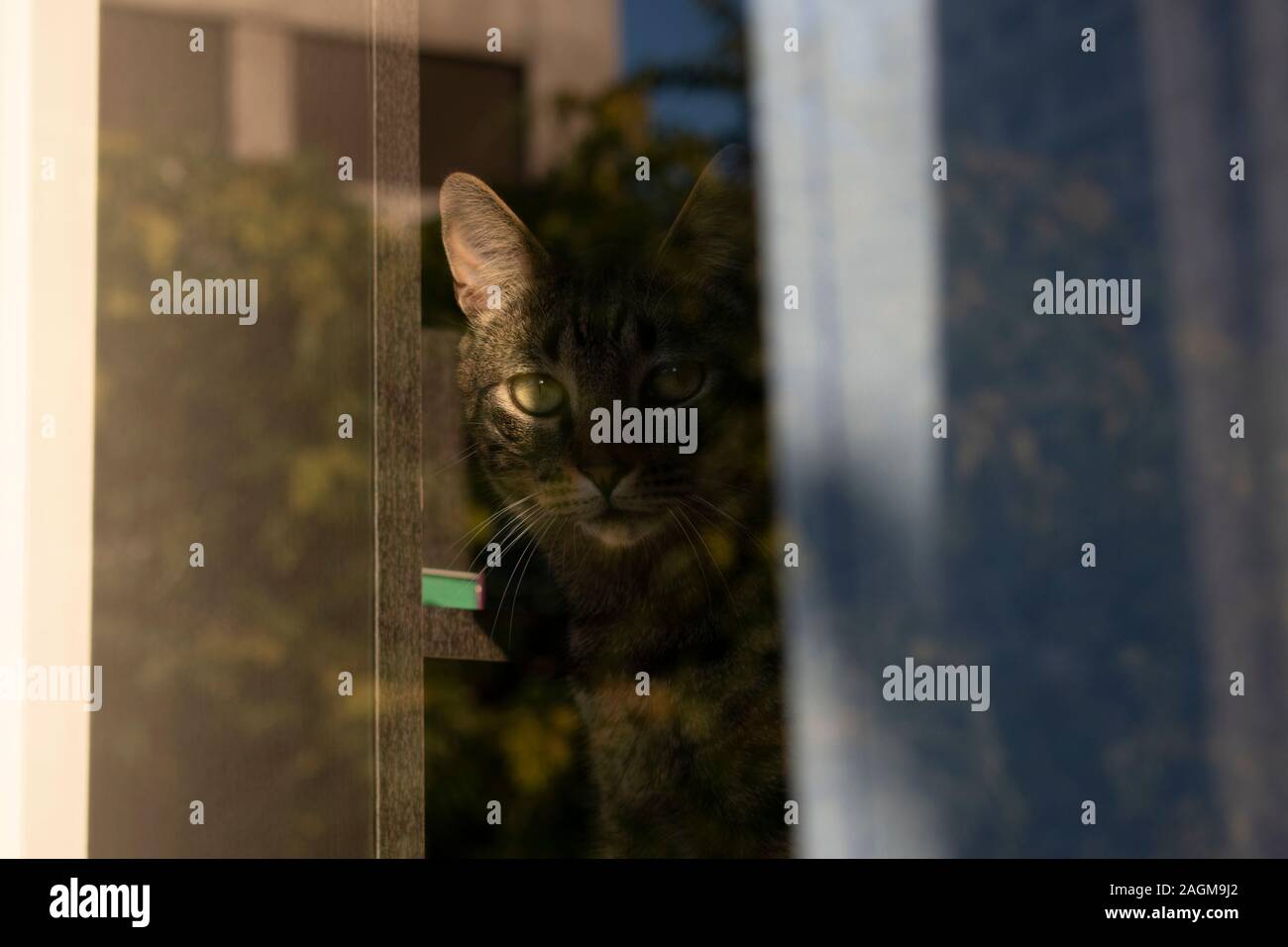 Cat looking at camera behind window Stock Photo - Alamy