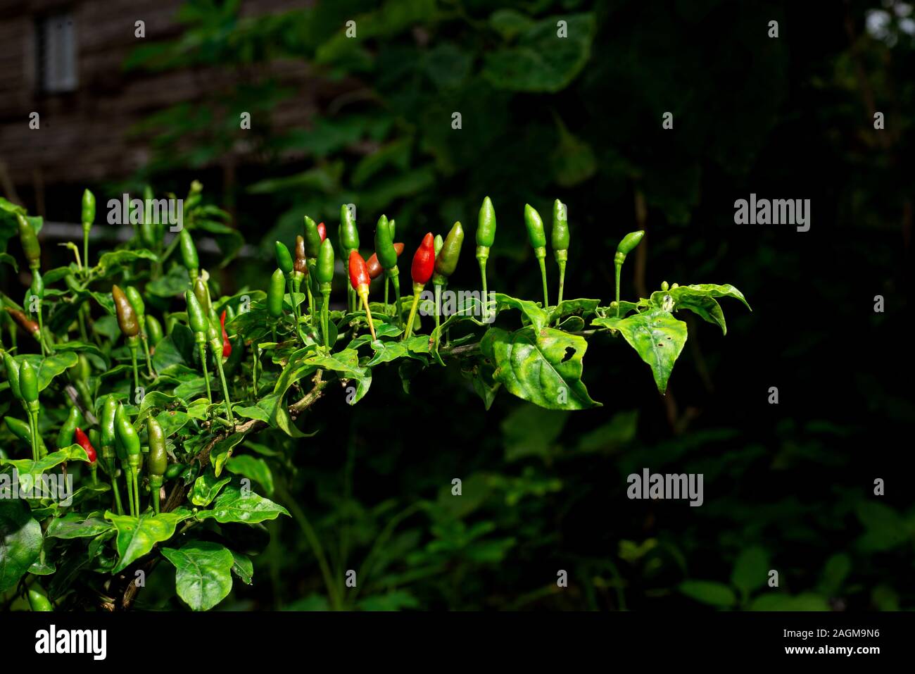 Chilli Padi (Capsicum frutescens Stock Photo - Alamy
