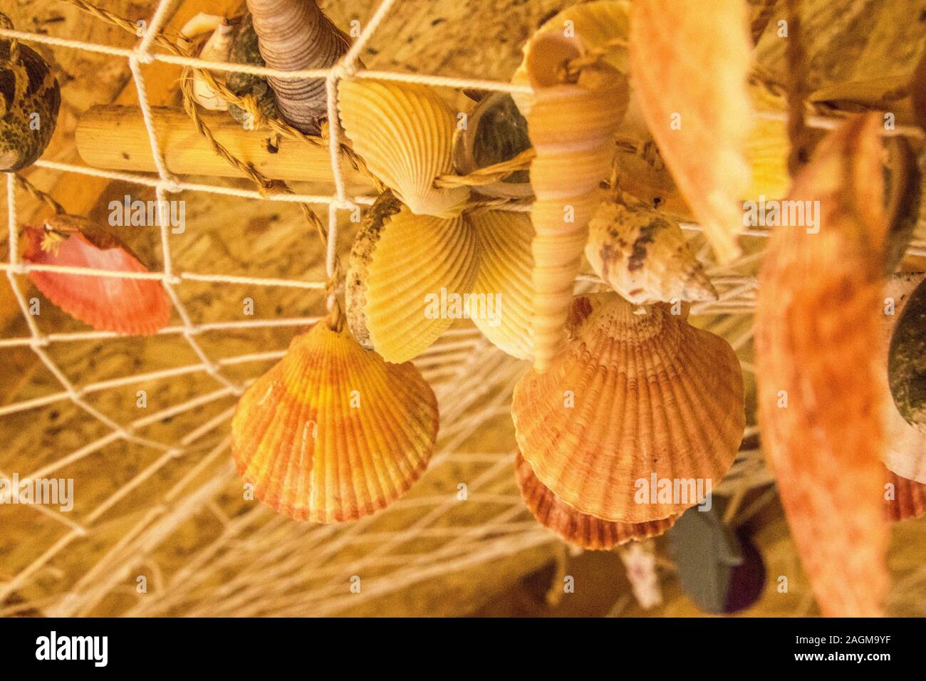 Hanging clams hi-res stock photography and images - Alamy