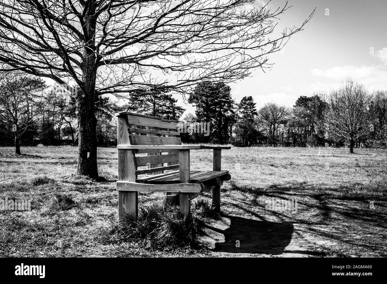 Black and white bench under a tree in the summer Stock Photo - Alamy