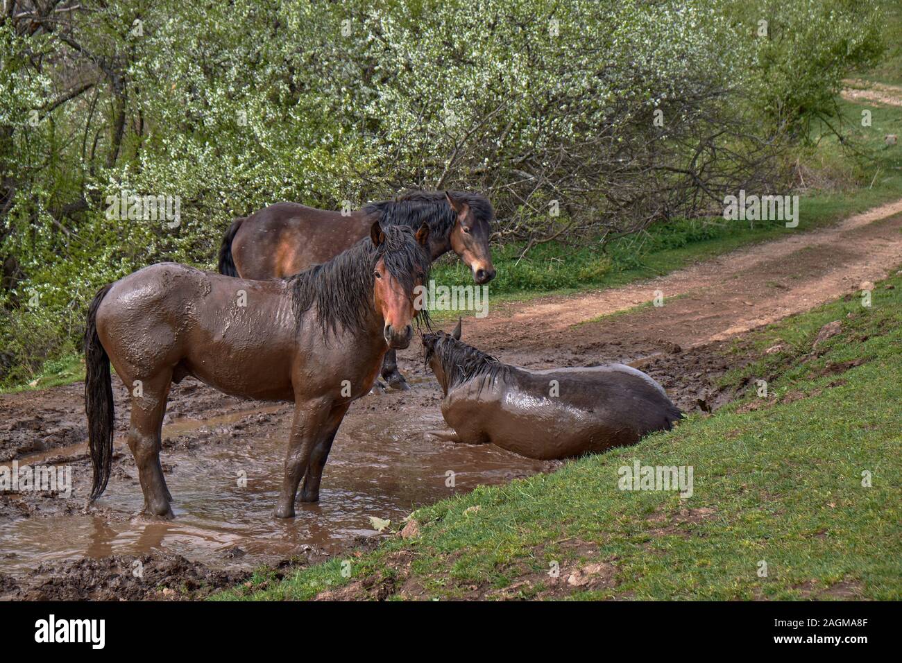Three dirty horses standing in the mud on the road near the green field ...