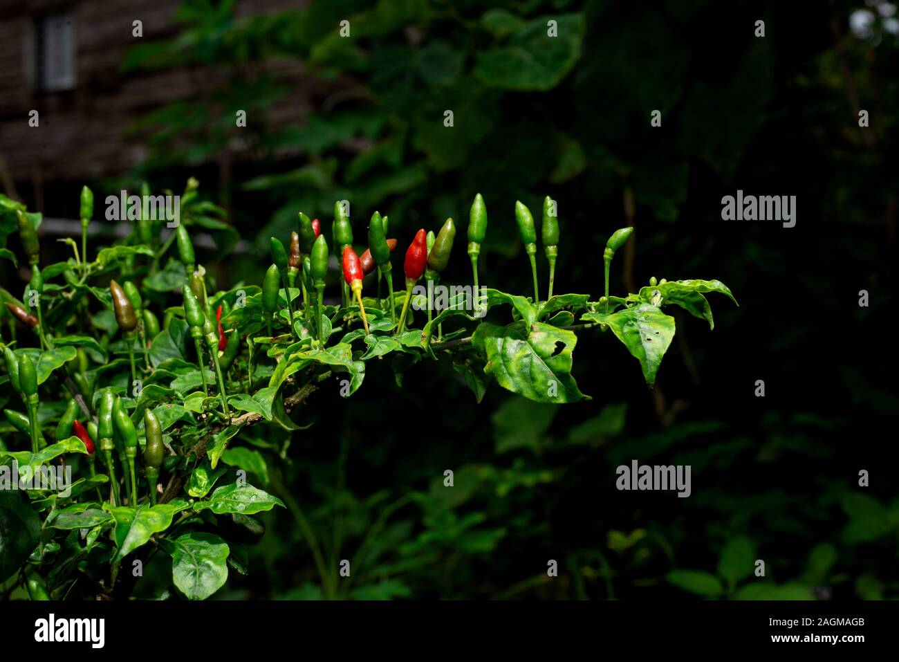 Chilli Padi (Capsicum frutescens Stock Photo - Alamy