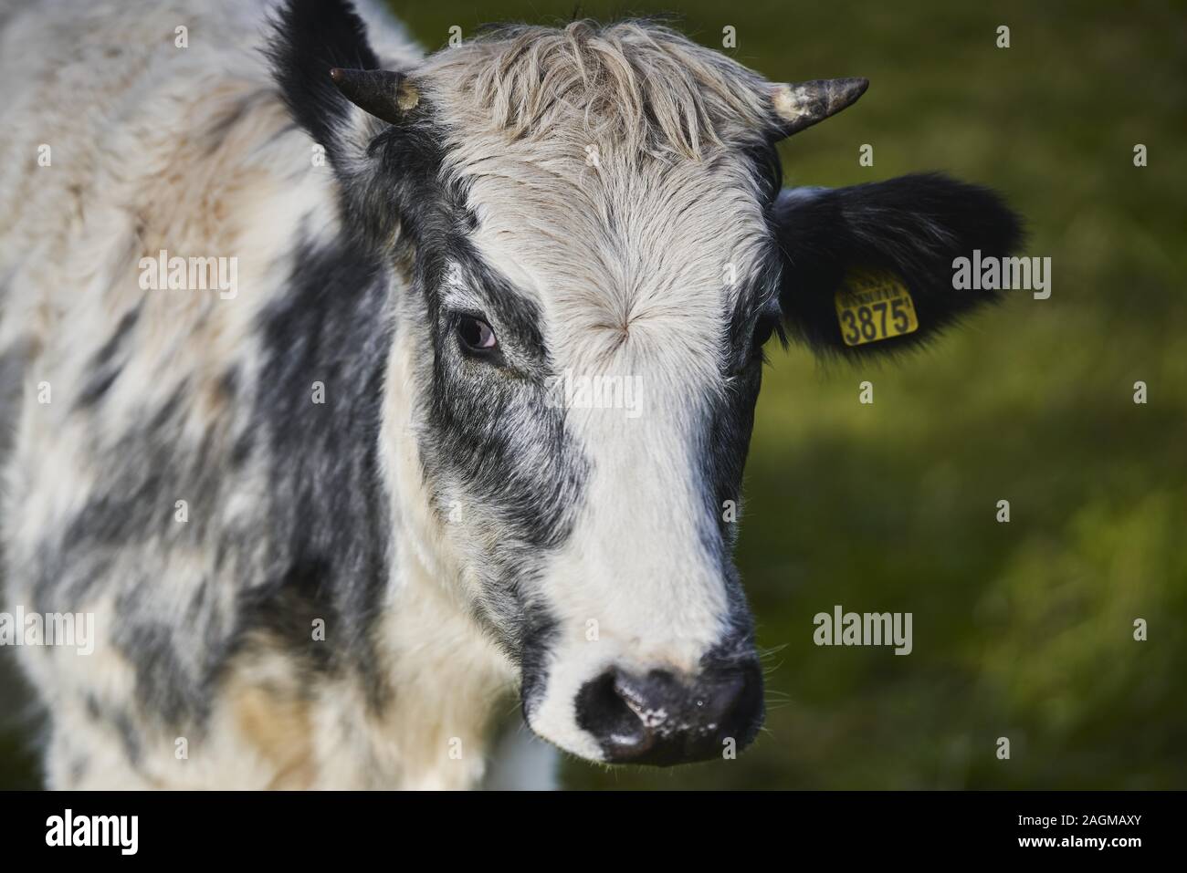 Bull cattle head shot looking at camera hi-res stock photography and ...