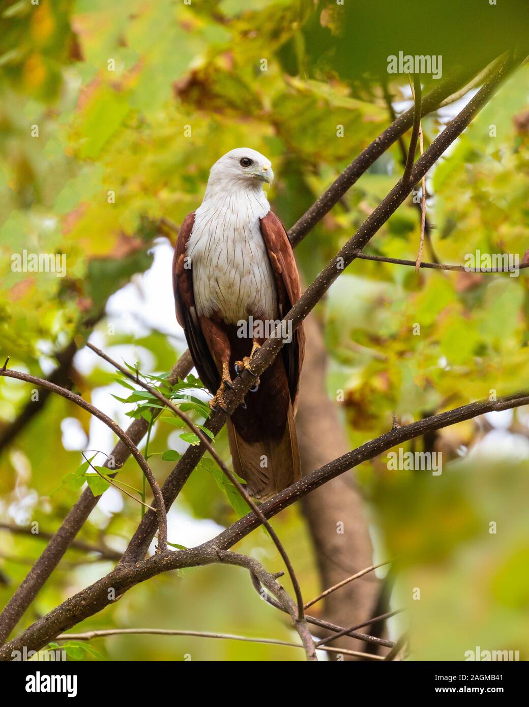 Difference Between Kite And Eagle