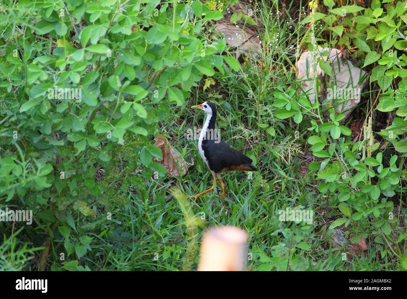 white breasted water hen bird in her nest Stock Photo - Alamy