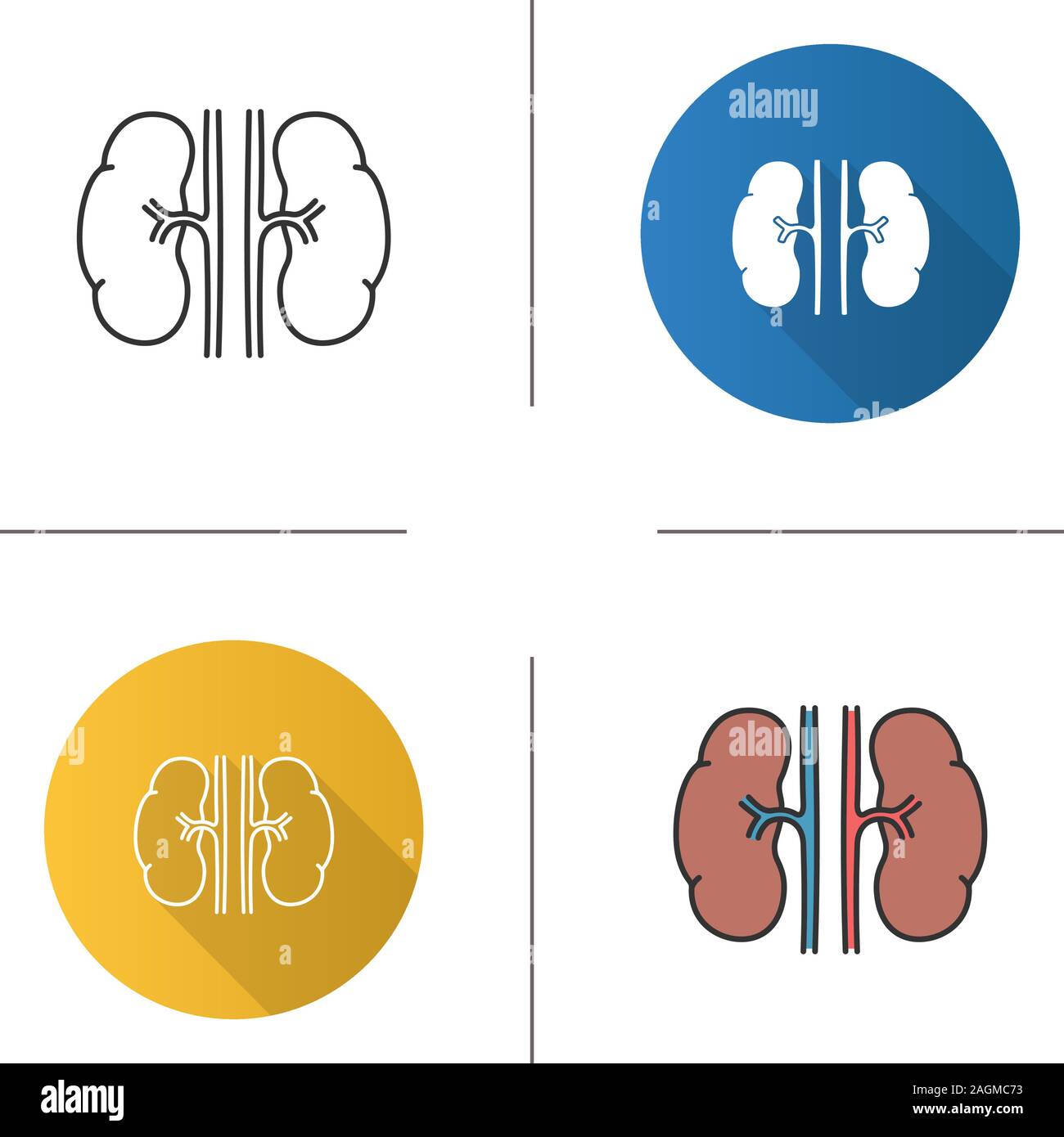 Human kidneys icon. Urinary system. Flat design, linear and color ...