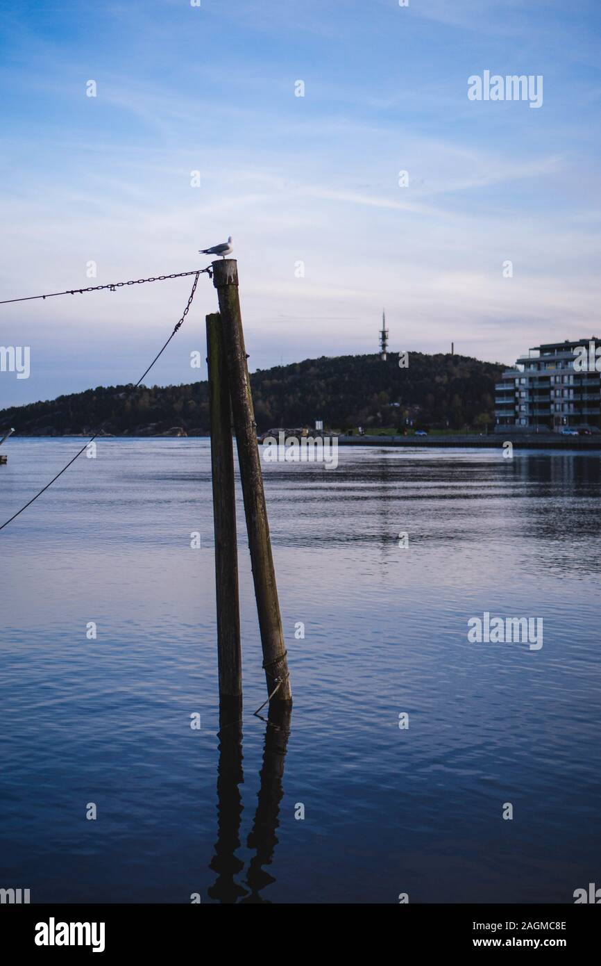 Seagull on a wooden stick hi-res stock photography and images - Alamy