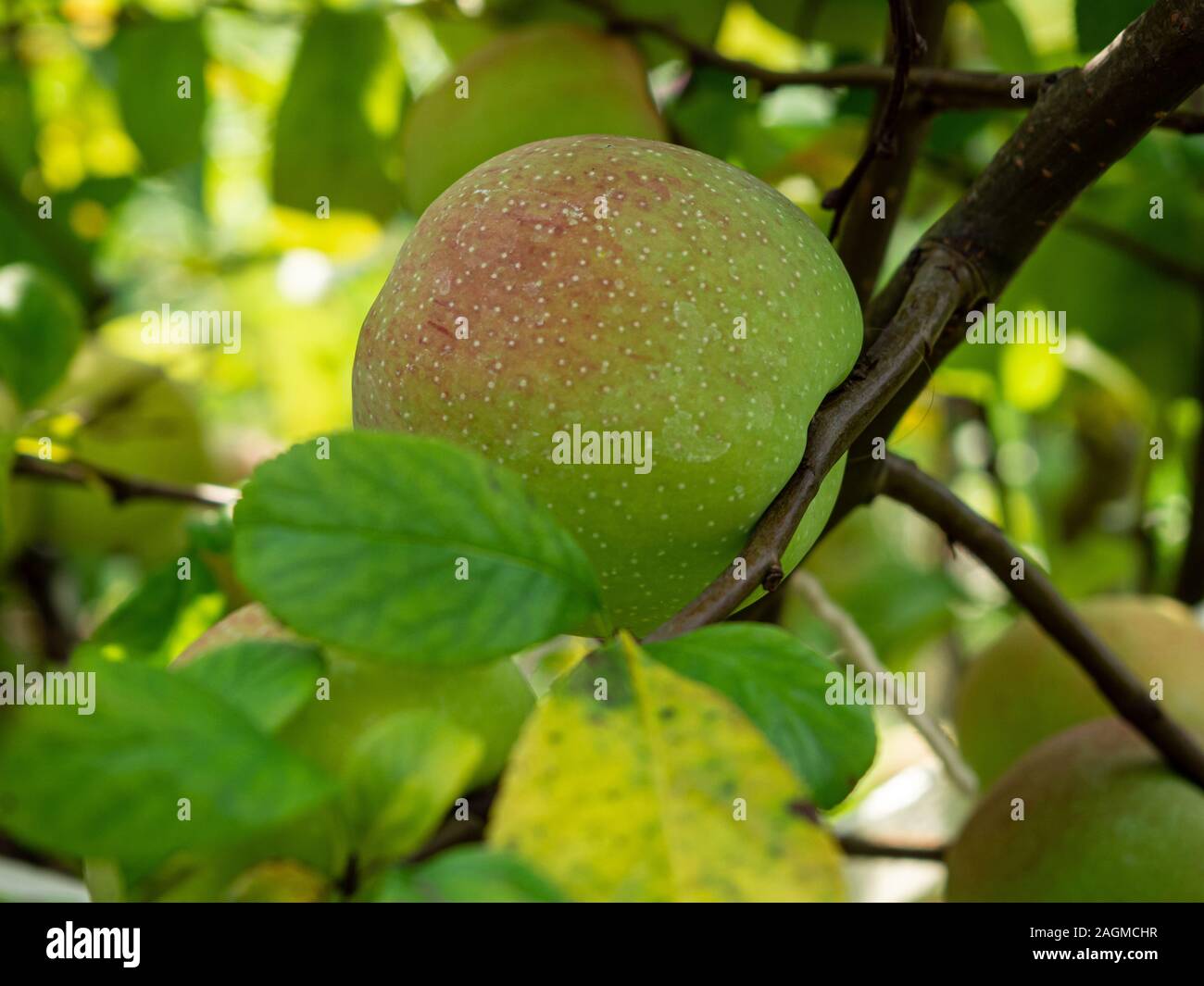 Watercolor apple tree hi-res stock photography and images - Alamy