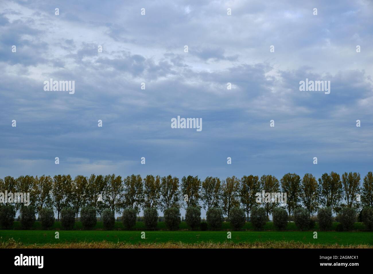 Illustration symmetrical christmas tree design hi-res stock photography ...