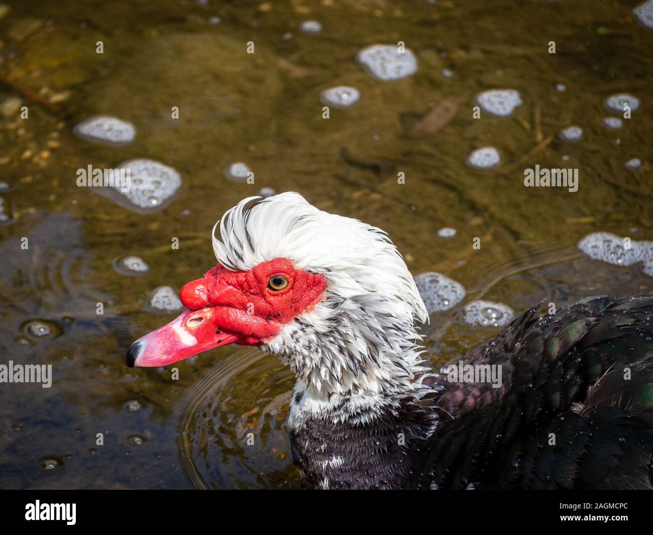 Red beaked duck hi-res stock photography and images - Alamy