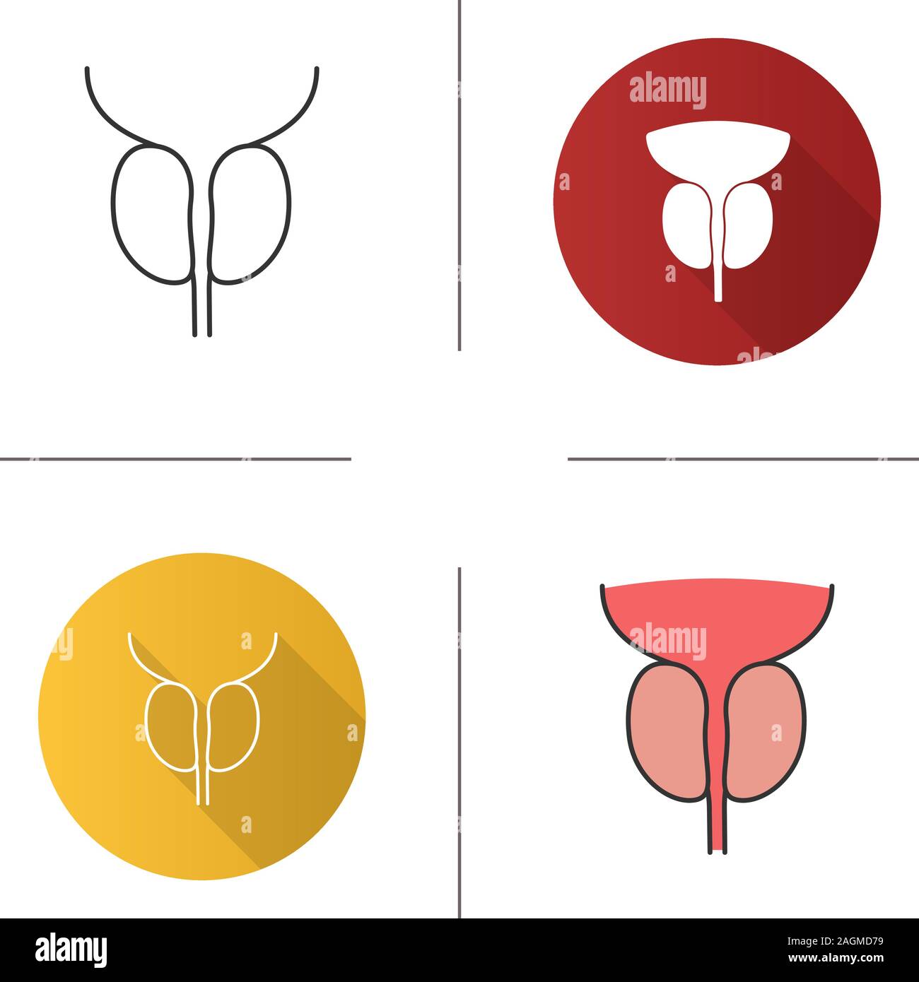 Male Reproduction System Illustration Stock Vector Images Alamy