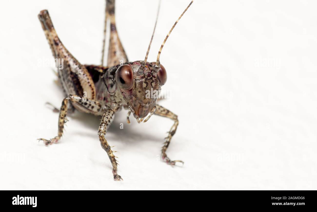 Macro Photography of Cricket Isolated on White Background with Copy ...