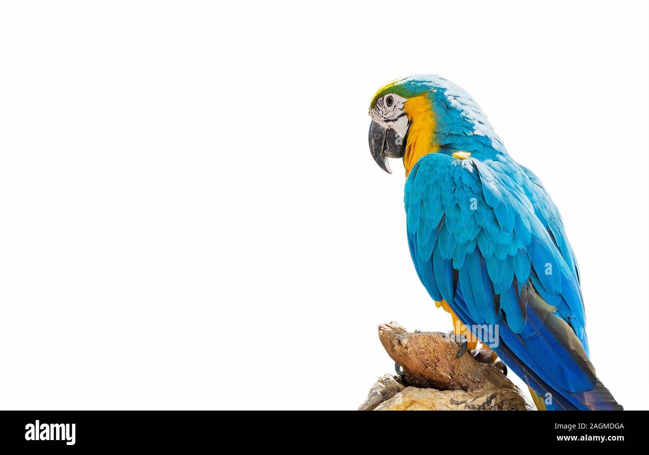 Closeup Blue and Gold Macaw Perched on Branch Isolated on White ...