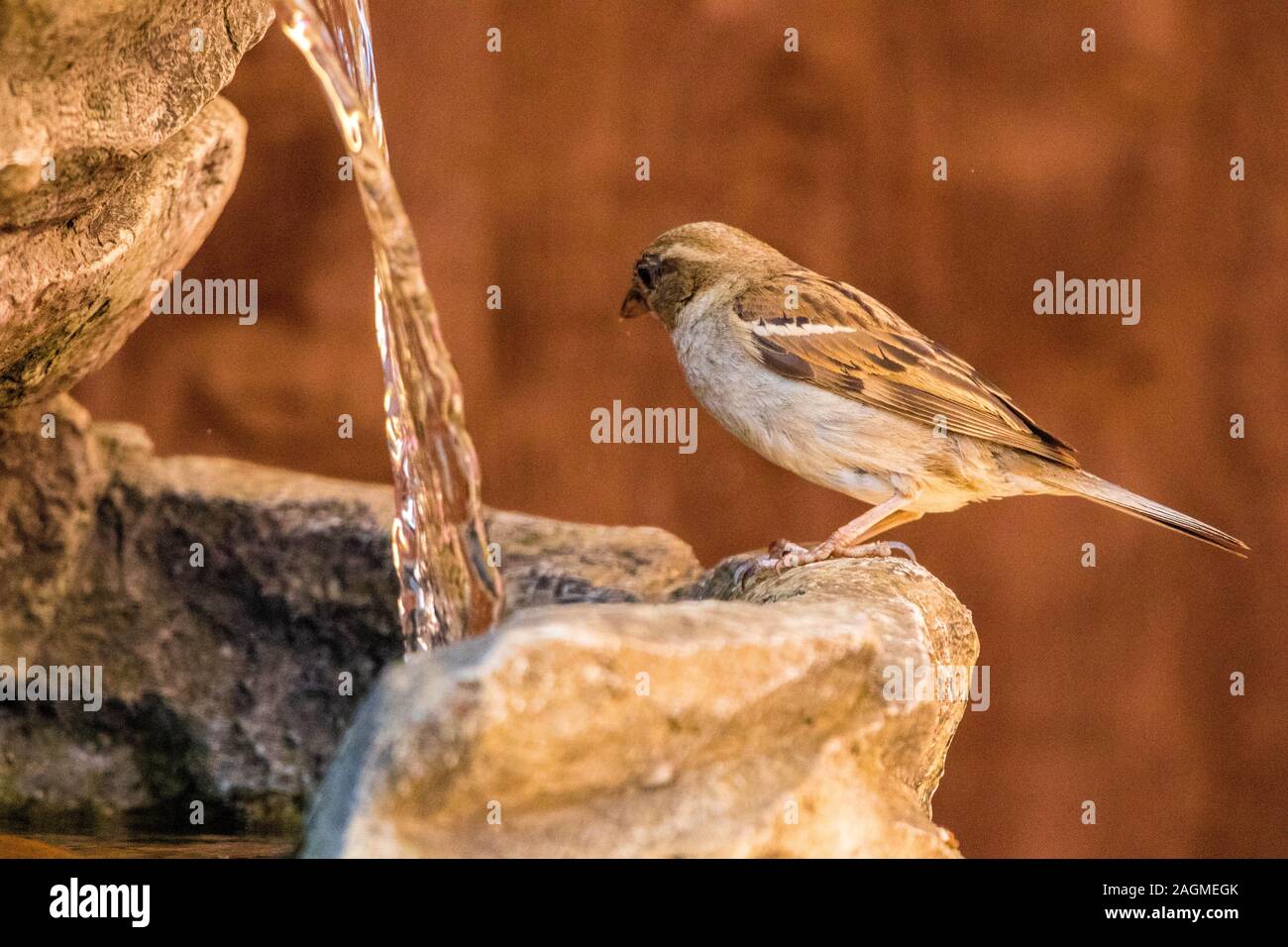 An adorable small sparrow bird Stock Photo - Alamy