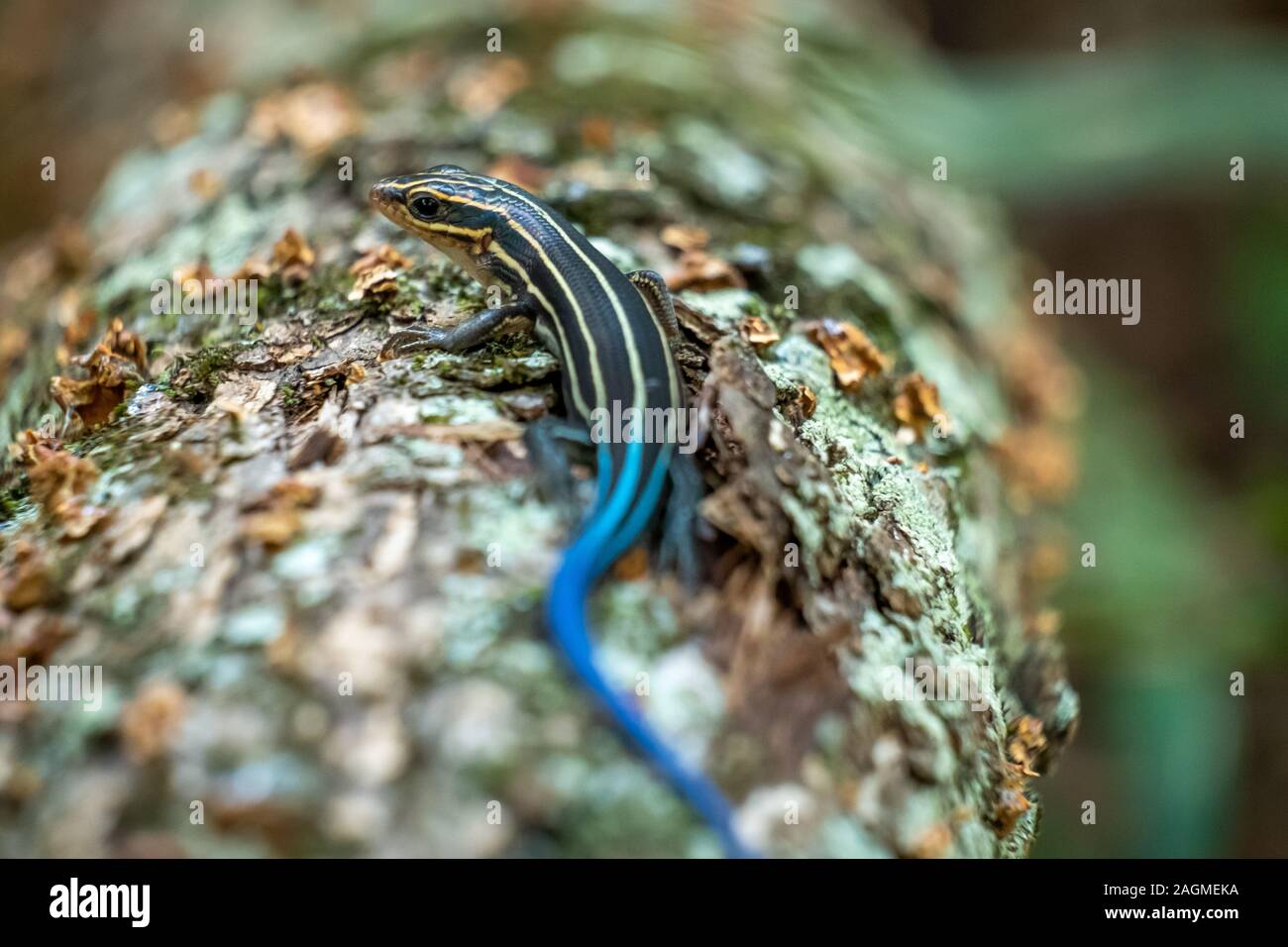 A five-lined sking skitters on a log at Yates Mill County Park in ...