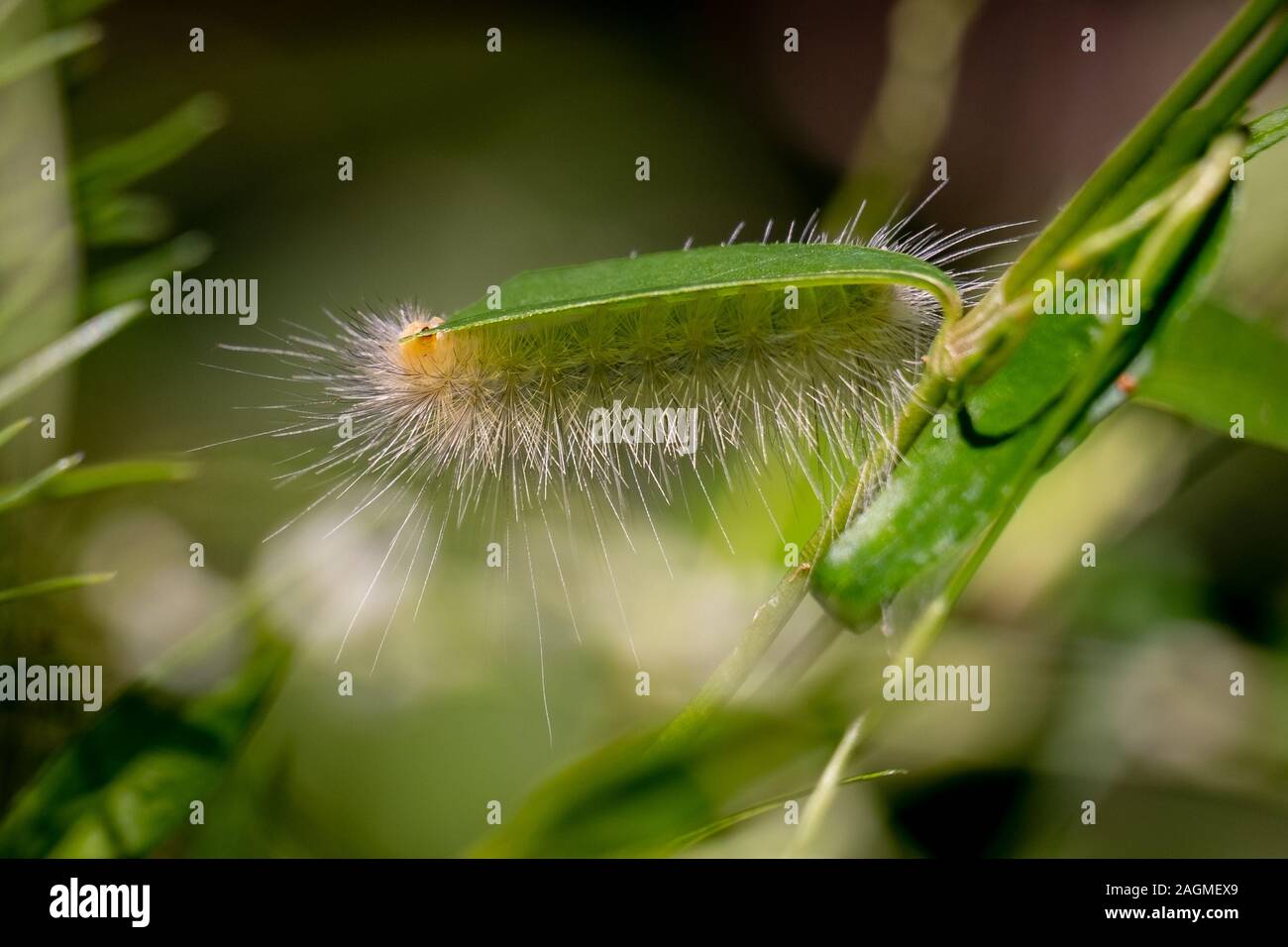 Yellow woolly bear moth caterpillar hi-res stock photography and images ...