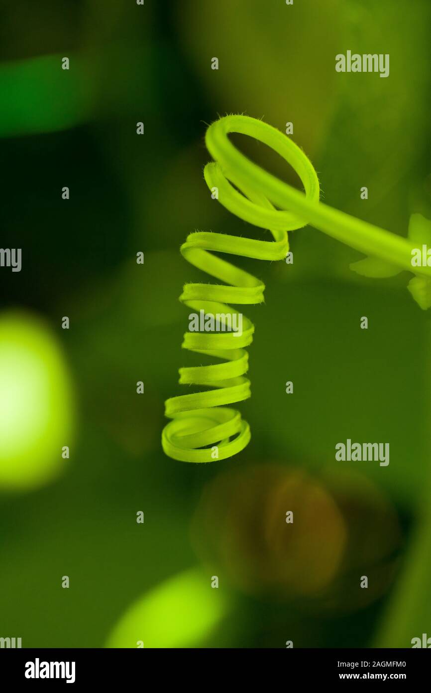 A green natural plant Tendril Stock Photo - Alamy
