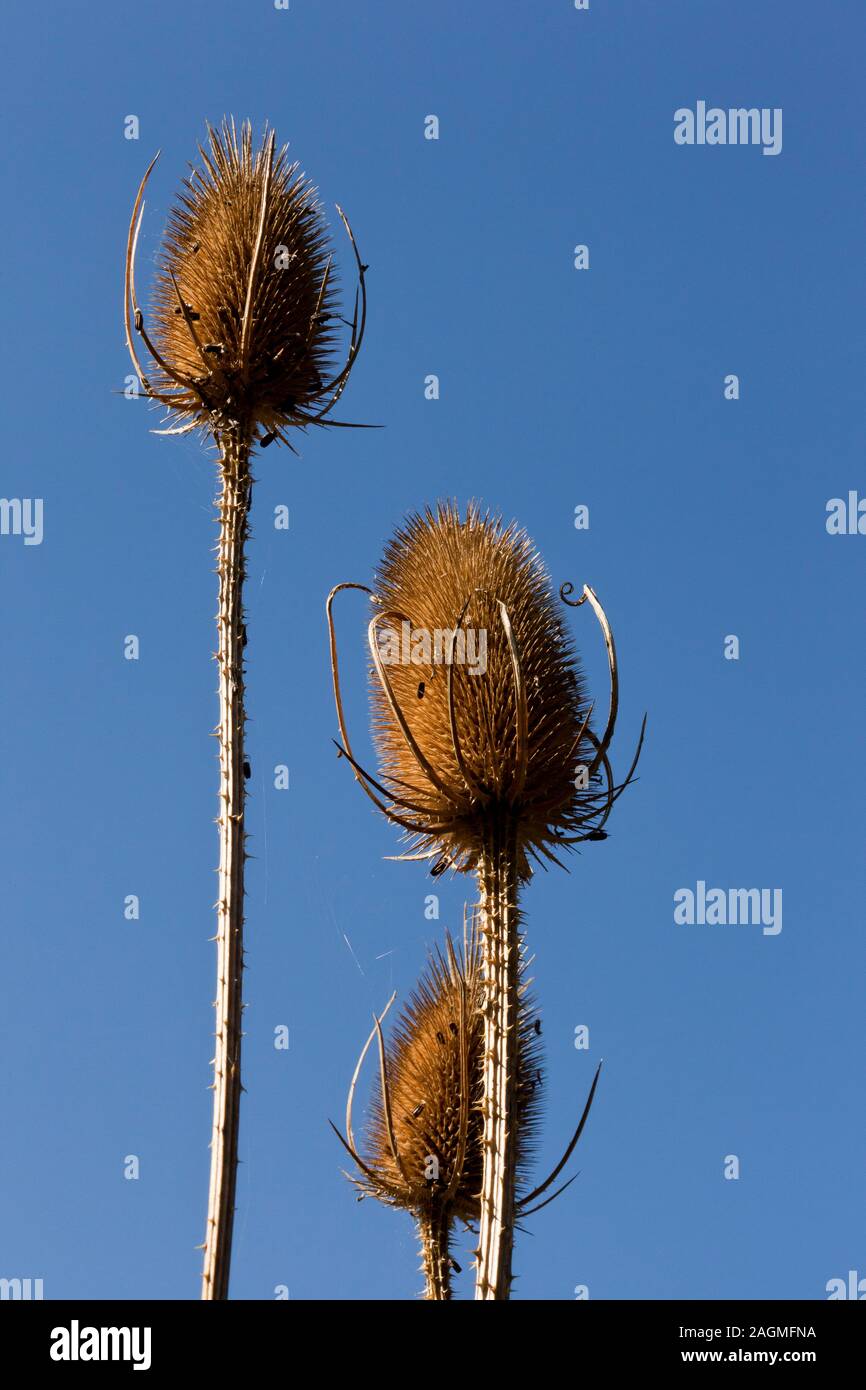 Tall teasel hi-res stock photography and images - Alamy