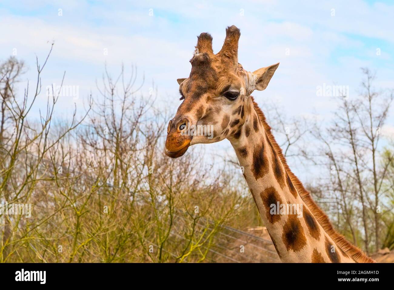 Nice cute Giraffe head close up and blue sky Stock Photo - Alamy