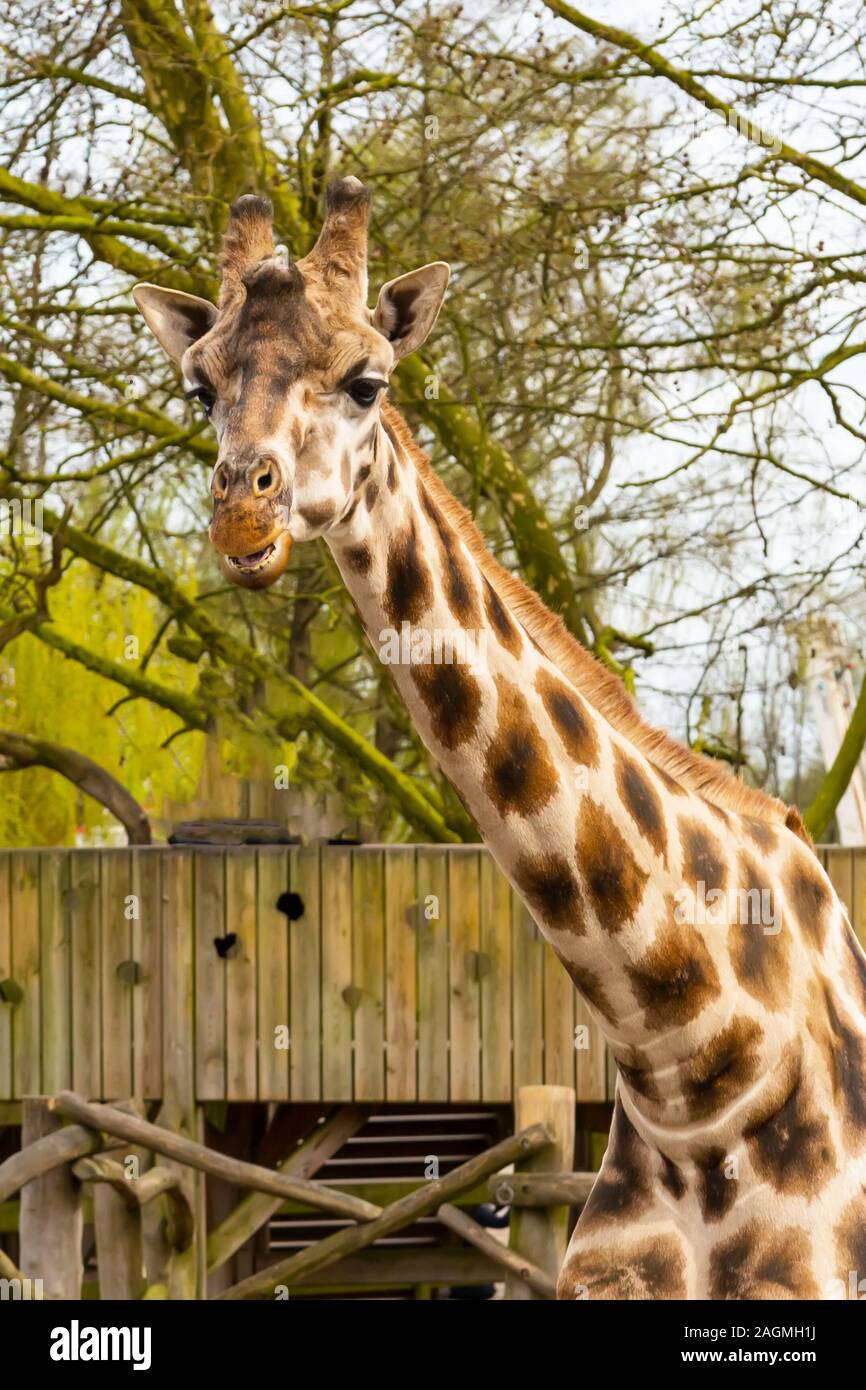 Nice cute Giraffe head with curious chewing look Stock Photo - Alamy