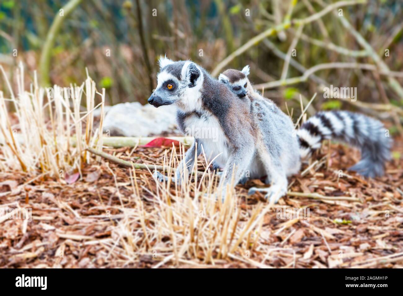 Ring-tailed lemur aka Lemur catta with small cub close up with copy ...