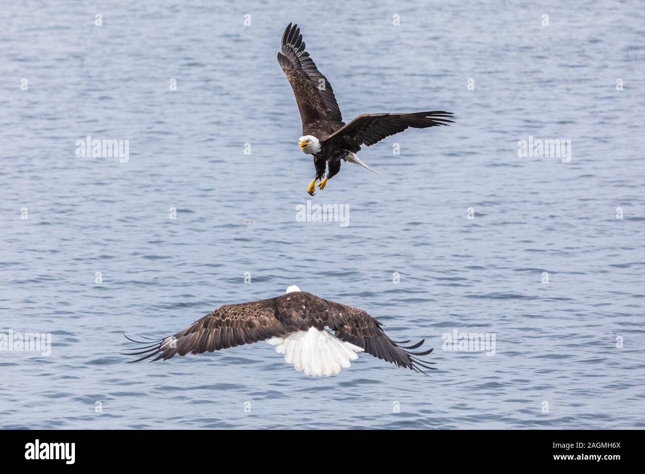 Two Bald Eagles (haliaeetus leucocephalus) fighting Stock Photo - Alamy