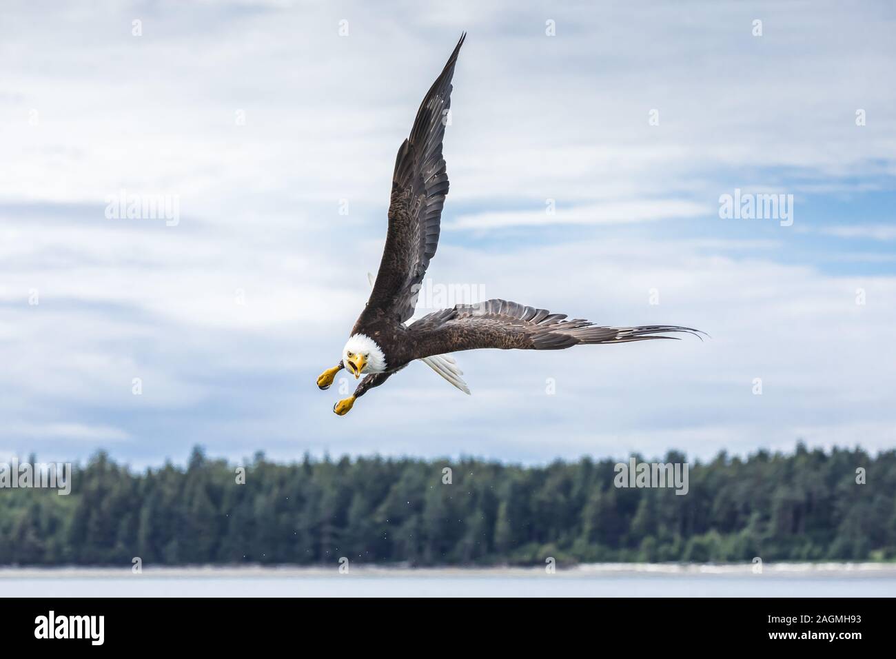 Canadian Bald Eagle (haliaeetus leucocephalus) flying in its habitat ...
