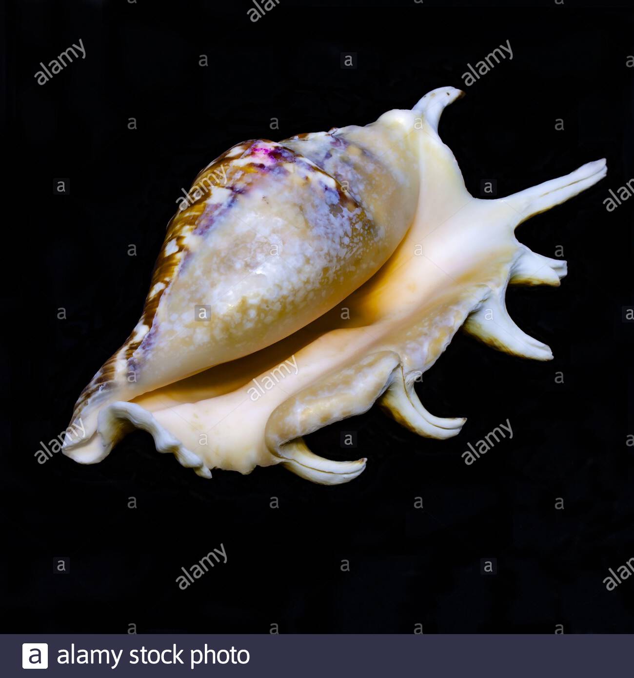 Spider Shell Stock Photos & Spider Shell Stock Images - Alamy