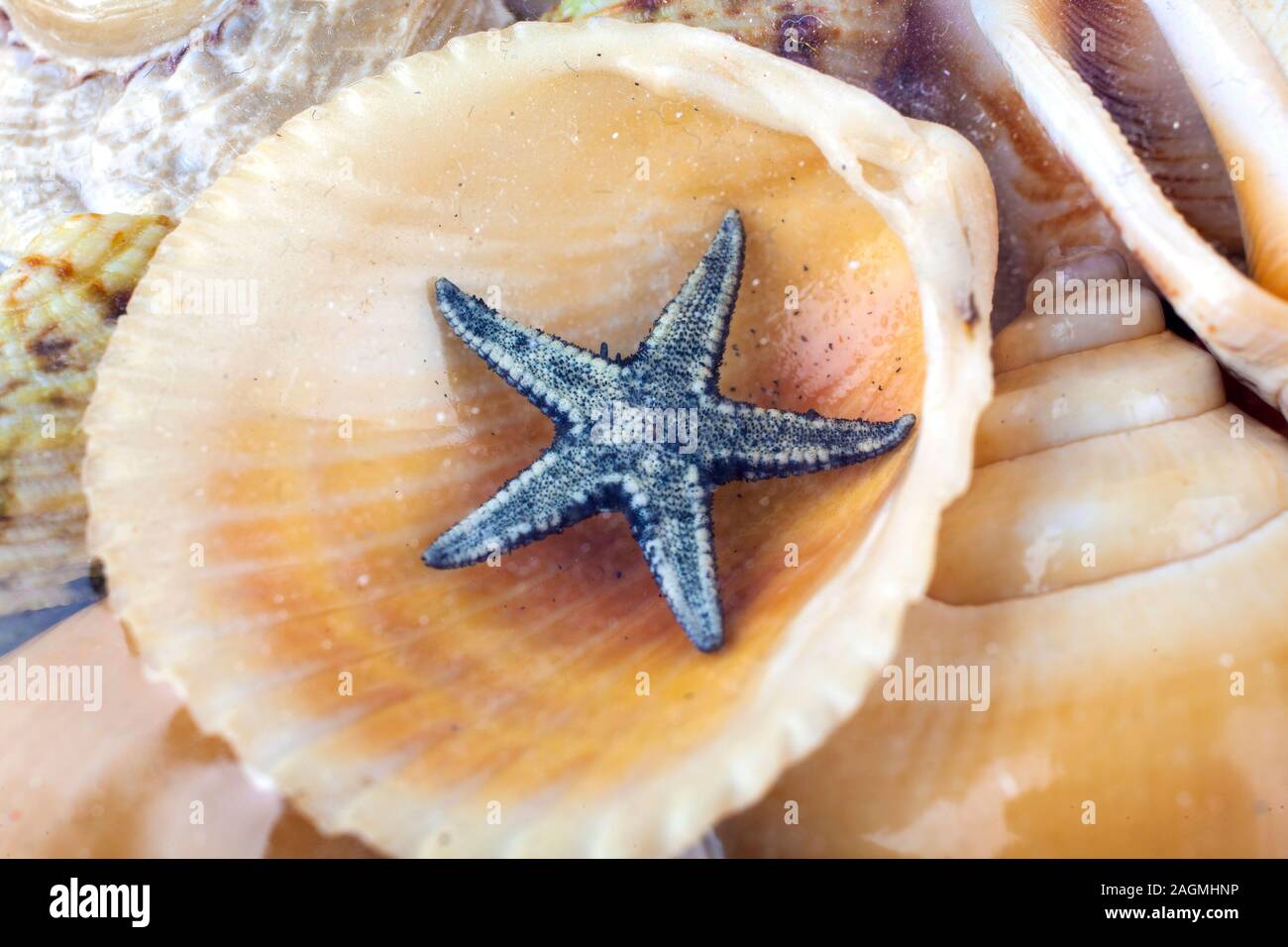 Sea shells in black background hi-res stock photography and images - Alamy