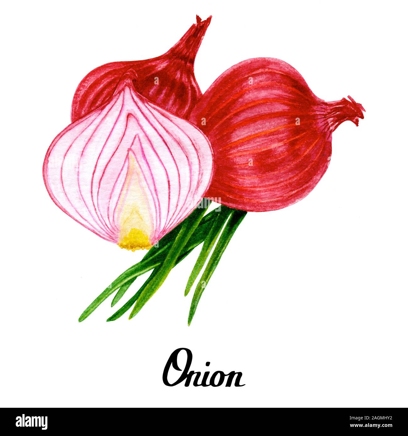 Watercolour original natural red hand drawn onion Stock Photo - Alamy
