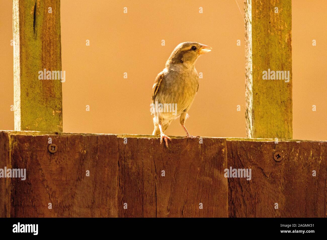 A typical Sparrow bird sitting on a fence Stock Photo - Alamy