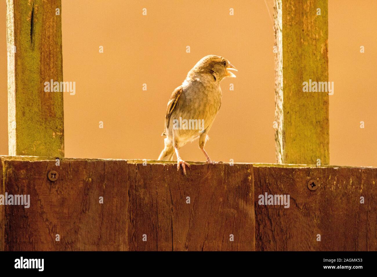 A typical Sparrow bird sitting on a fence Stock Photo - Alamy