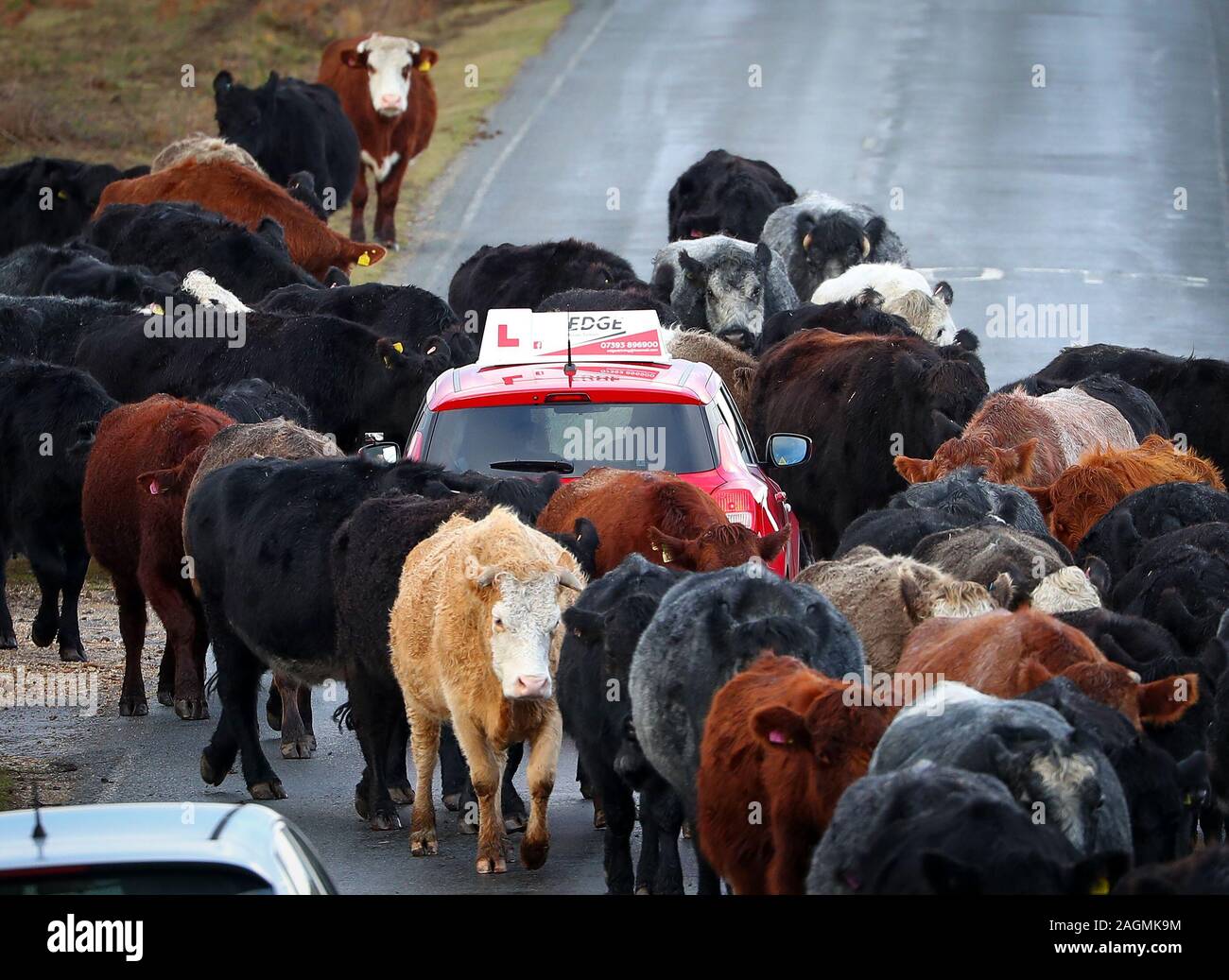 New Forest, Hampshire, UK. 20th December 2019. A learner driver faced ...