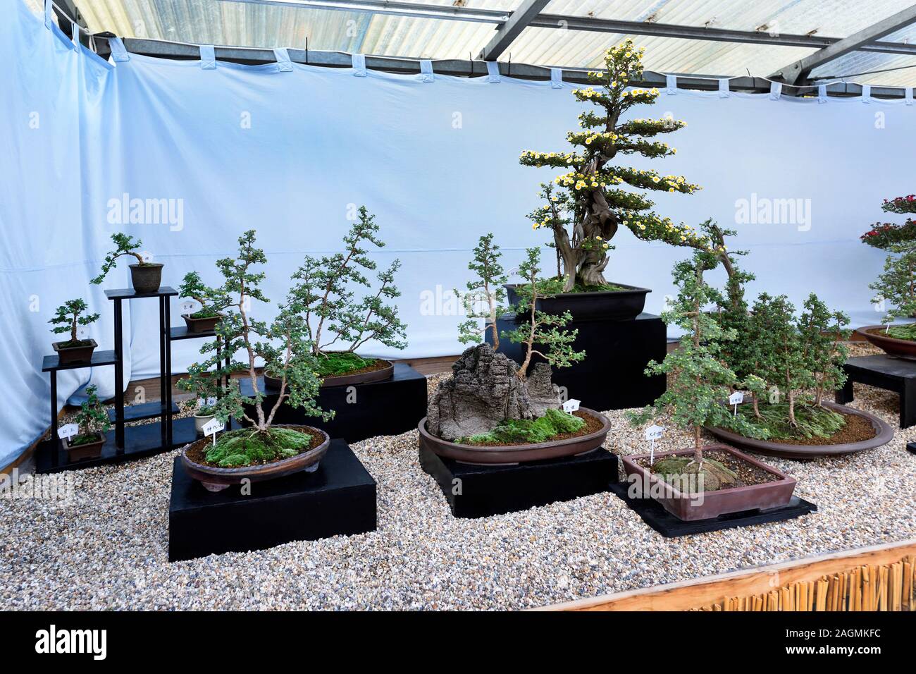 Japanese Bonsai Trees Stock Photo - Alamy