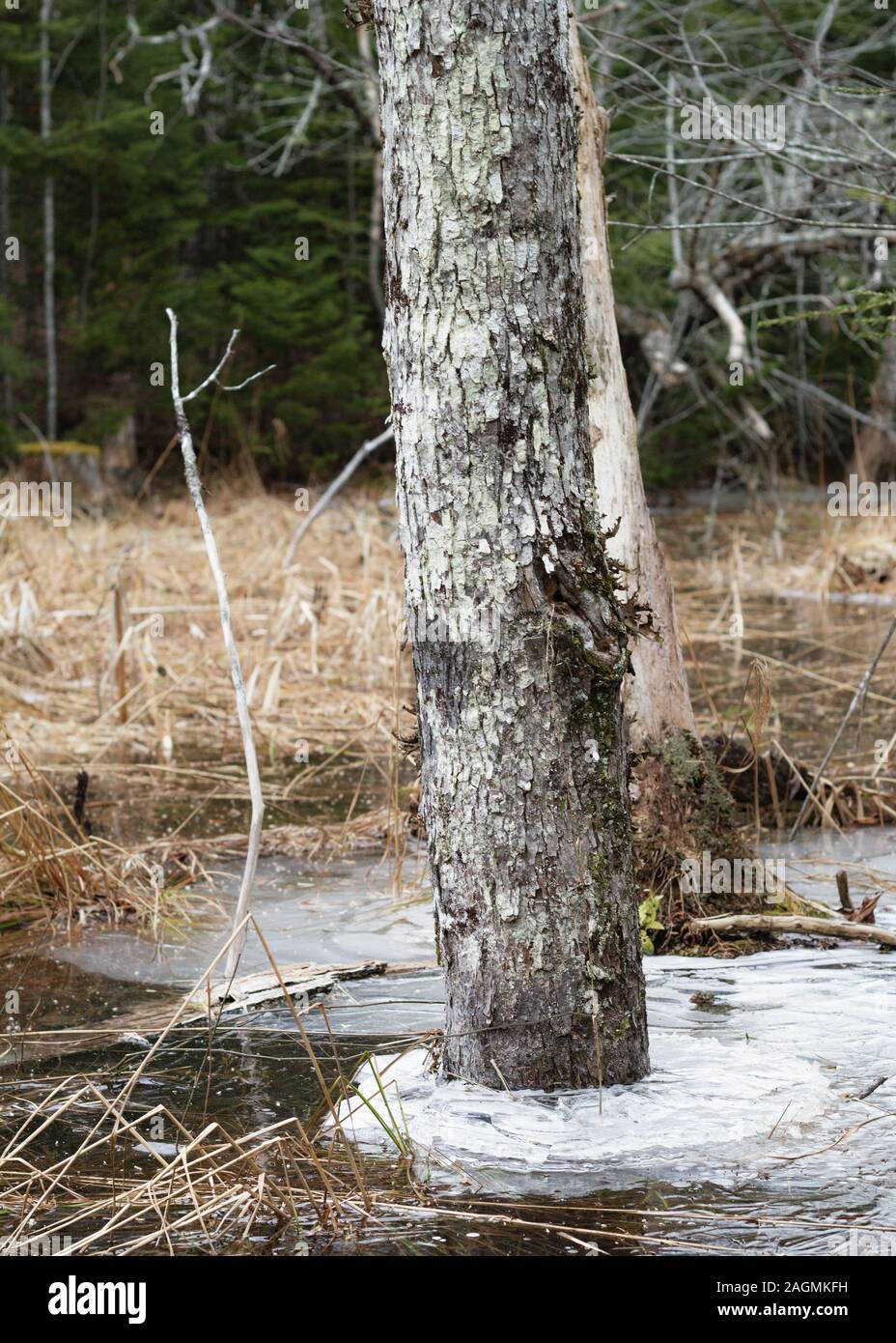 Tree trunk in frozen marsh Stock Photo - Alamy
