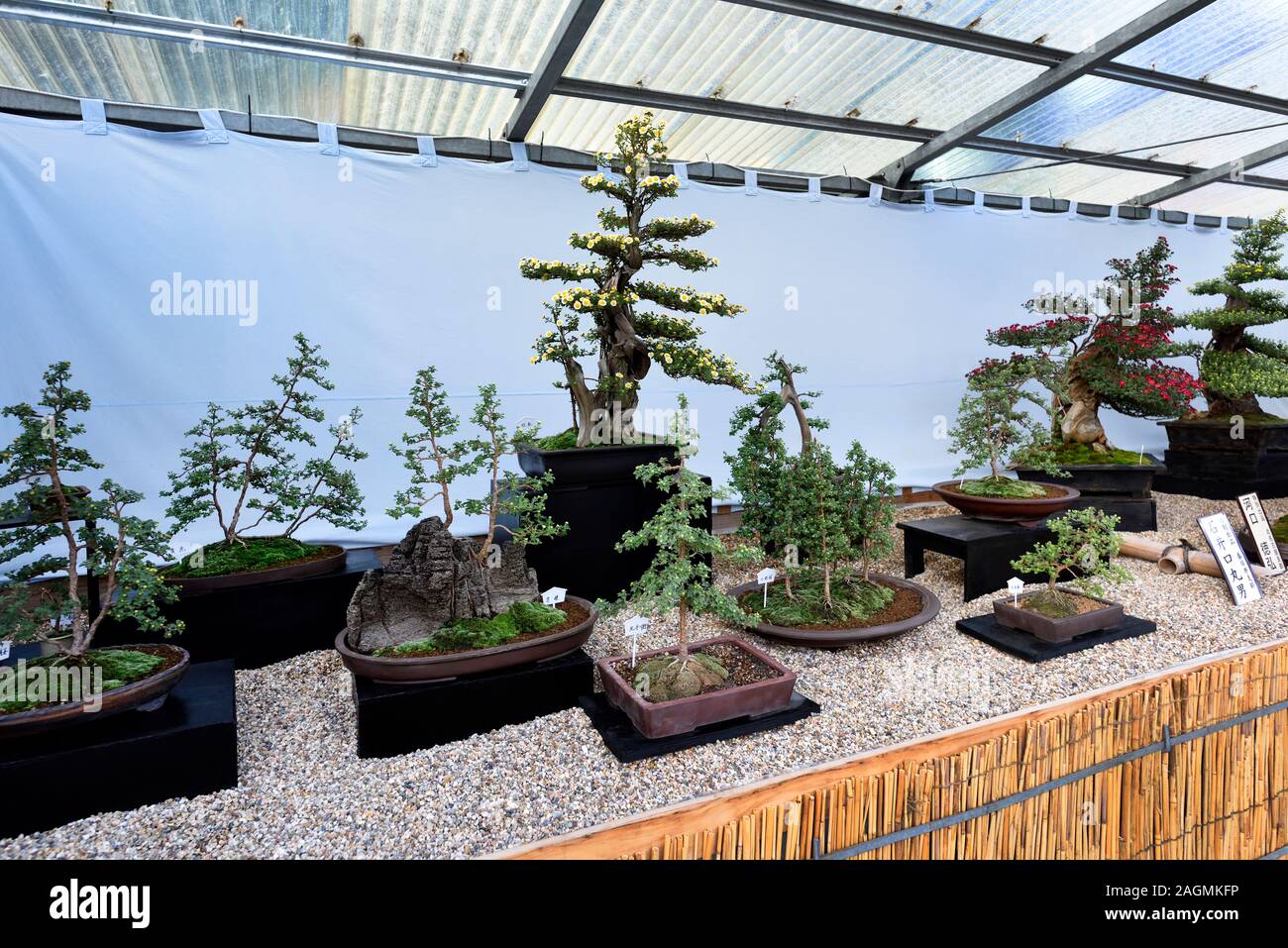Japanese Bonsai Trees Stock Photo - Alamy