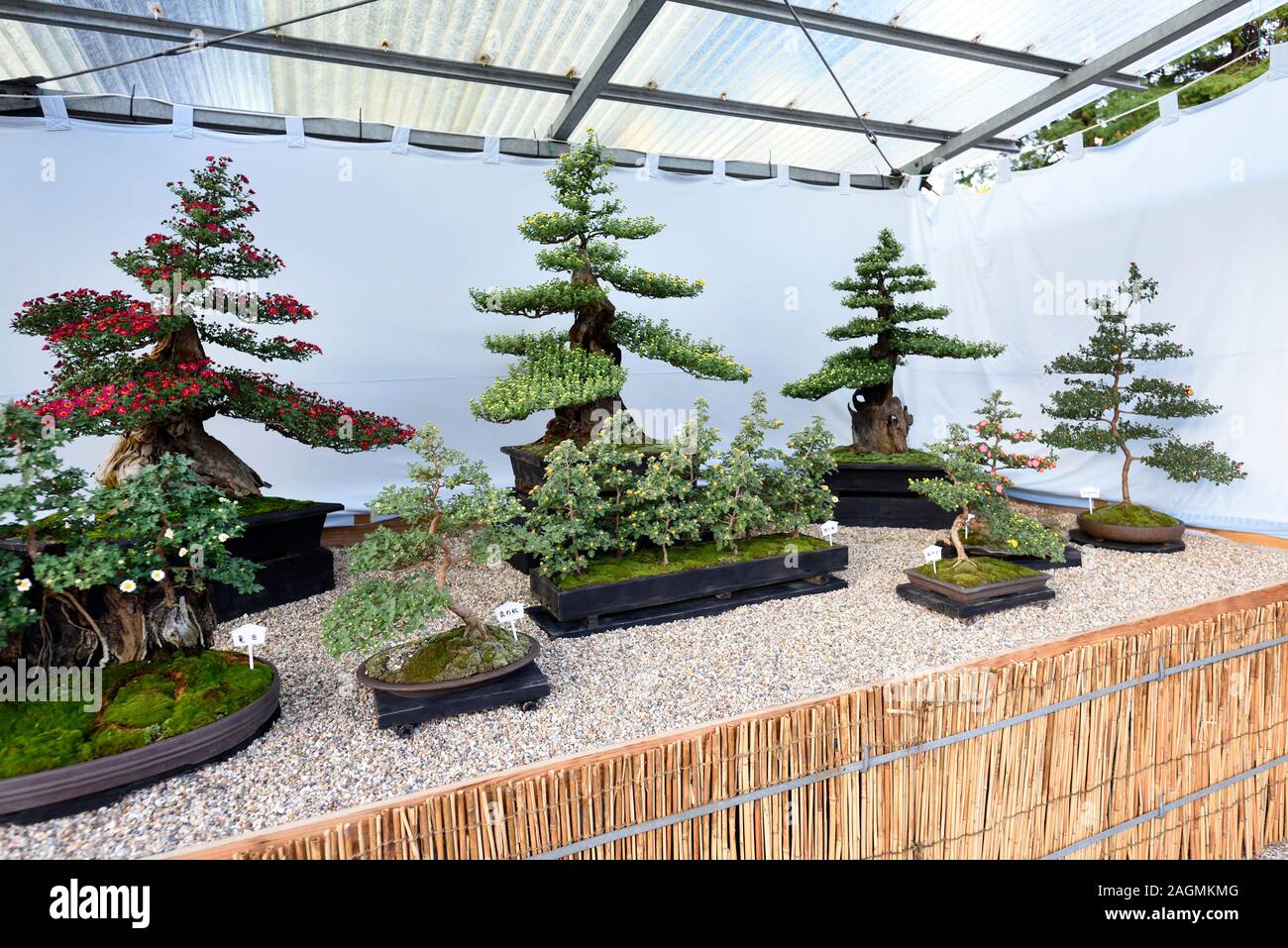 Japanese Bonsai Trees Stock Photo - Alamy