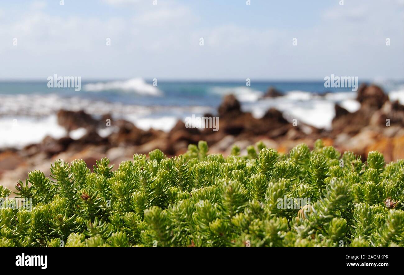 Waves In The Background Behind Greenery Stock Photo - Alamy