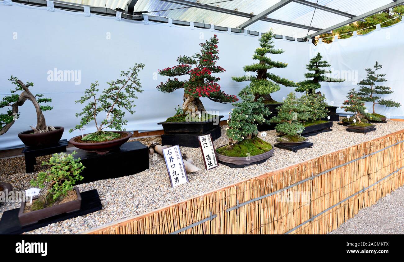 Japanese Bonsai Trees Stock Photo - Alamy
