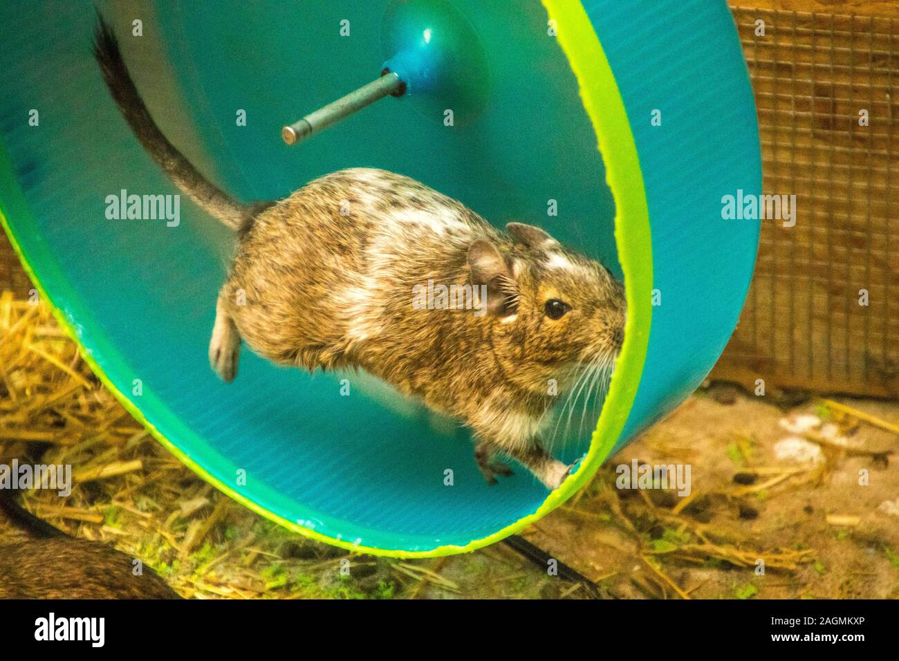 A rodent running full speed inside an exercise wheel Stock Photo - Alamy