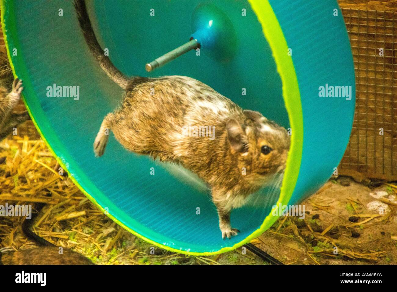 A rodent running full speed inside an exercise wheel Stock Photo - Alamy