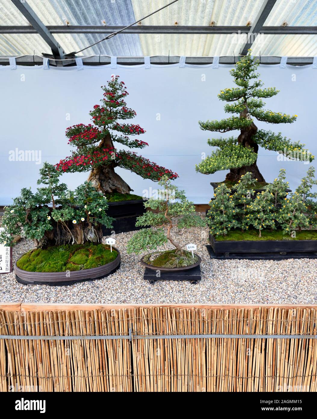Japanese Bonsai Trees Stock Photo - Alamy