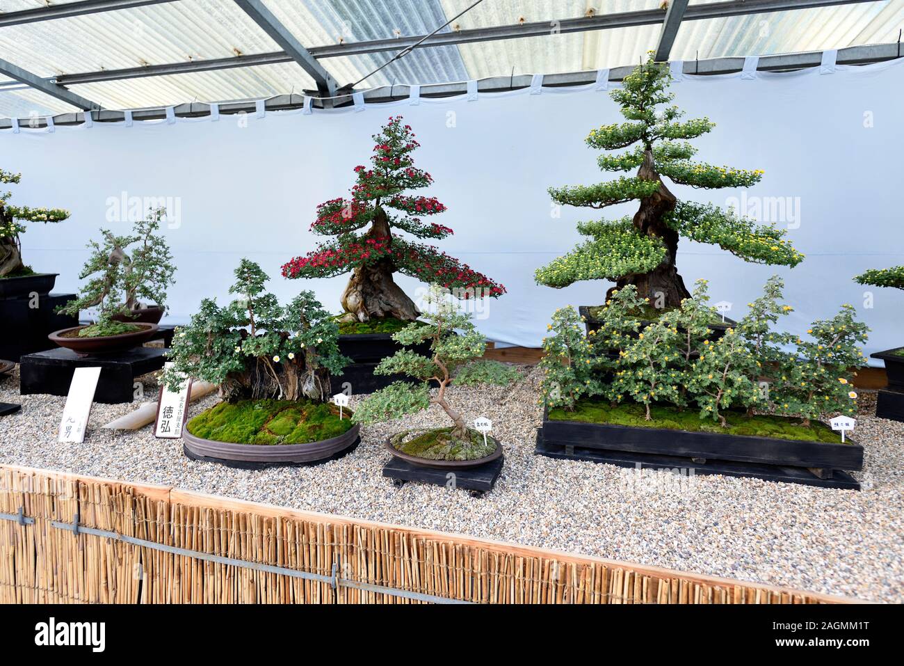 Japanese Bonsai Trees Stock Photo - Alamy