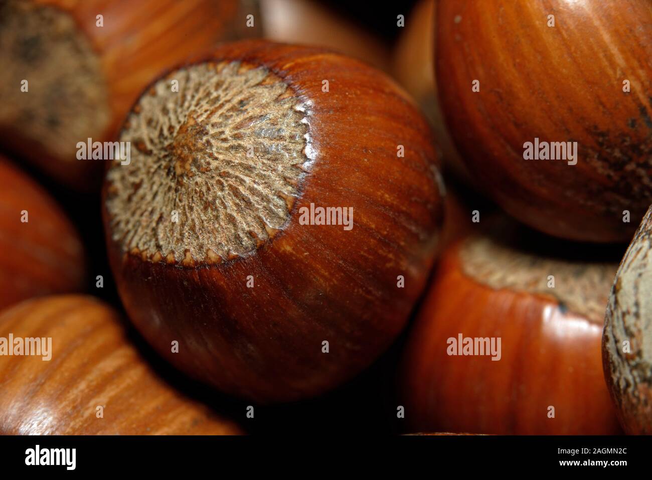 Close up/Macro image of Hazelnuts with focus on single Hazelnut Stock ...