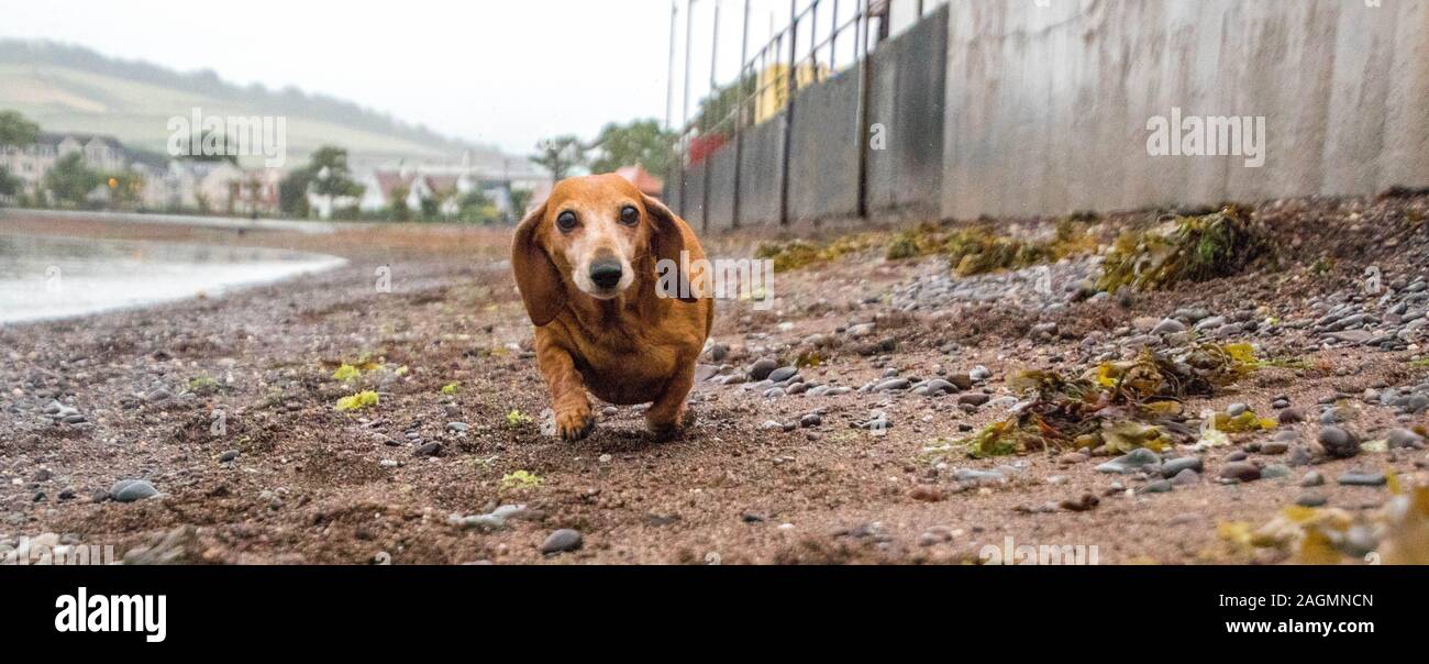 The Miniature Dachshund is one of the favorite breeds of dog Stock ...