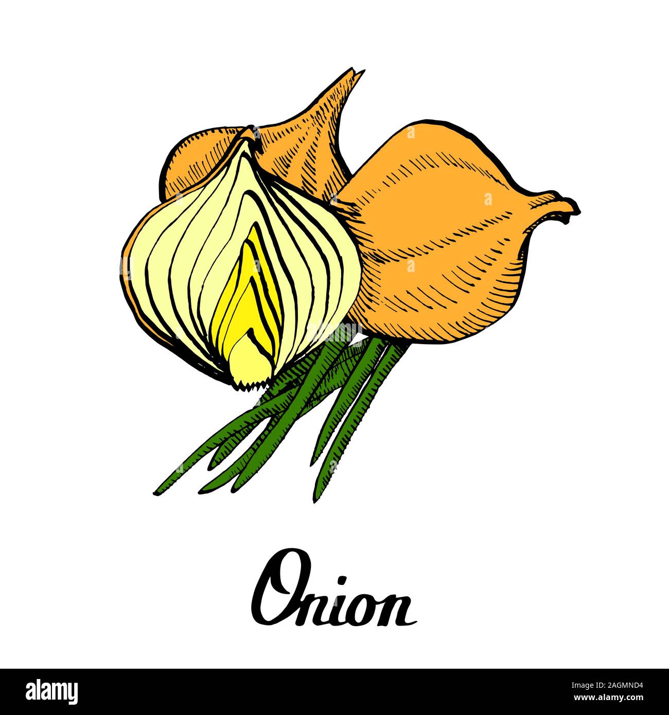 Vector calligraphy hand drawn white onion root Stock Vector Image & Art ...