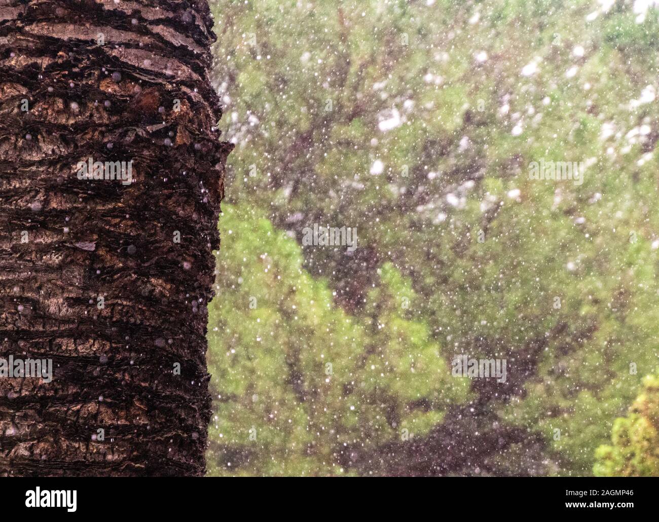 Raindrops falling to the ground during heavy rainfall Stock Photo - Alamy