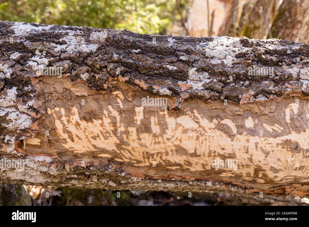 Beaver - Castor fiber - gnawed the trunk of an old tree. Traces of ...